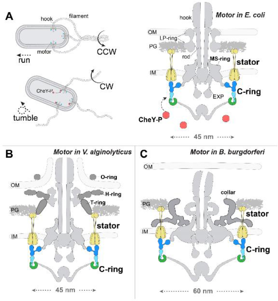 Structural basis of bacterial flagellar motor rotation and switching - PMC