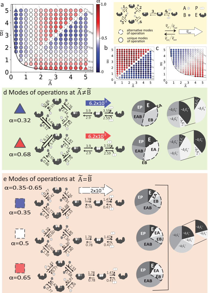 Optimal enzyme utilization suggests that concentrations and ...