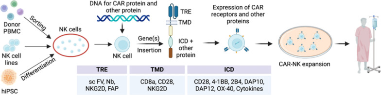 The development and application of chimeric antigen receptor natural killer (CAR-NK) cells for ...
