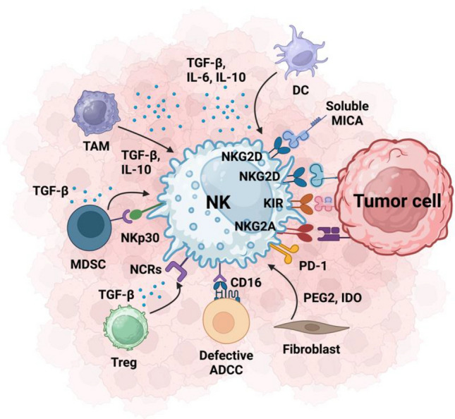 The development and application of chimeric antigen receptor natural killer (CAR-NK) cells for ...
