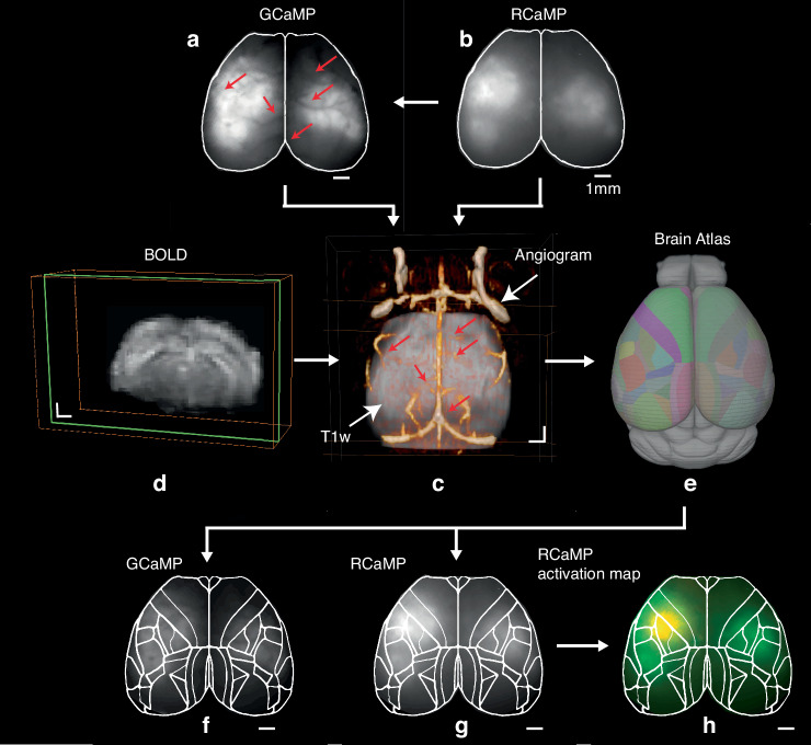 Non-invasive large-scale imaging of concurrent neuronal, astrocytic, and hemodynamic activity ...
