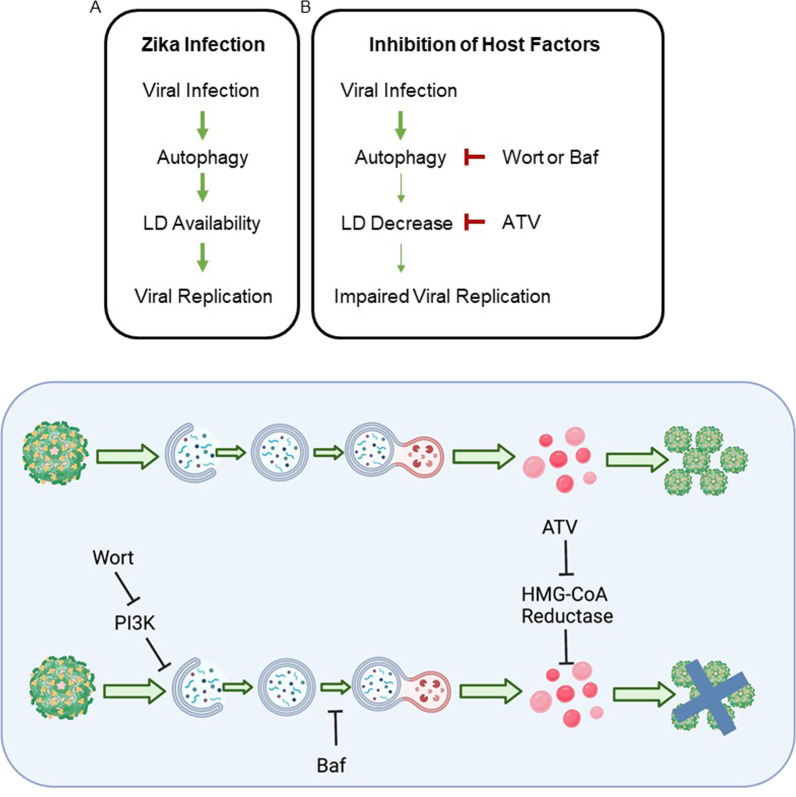 Zika virus triggers autophagy to exploit host lipid metabolism and drive viral replication - PMC