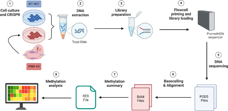 Reliable investigation of DNA methylation using Oxford nanopore ...