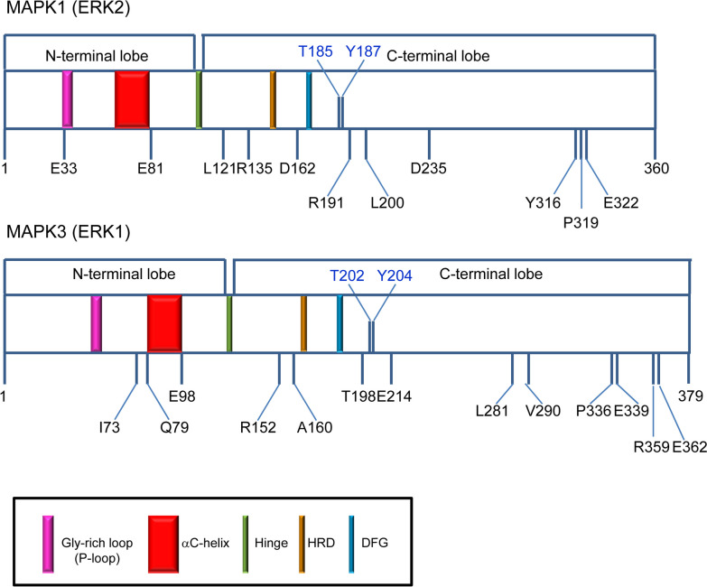 The complex impact of cancer-related missense mutations on the stability and on the biophysical ...