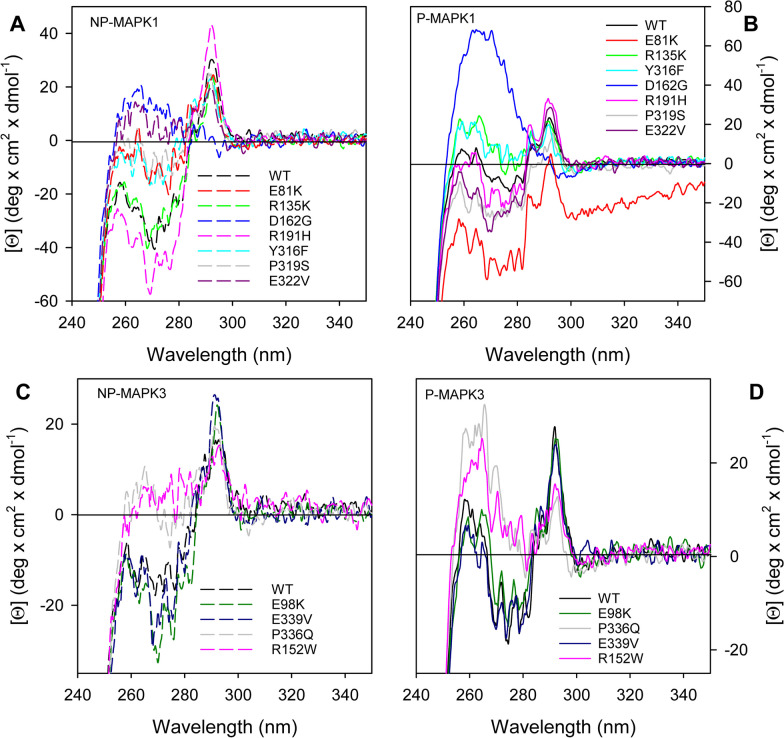The complex impact of cancer-related missense mutations on the stability and on the biophysical ...