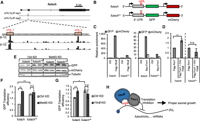 Ythdf Is A N6‐methyladenosine Reader That Modulates Fmr1 Target Mrna Selection And Restricts
