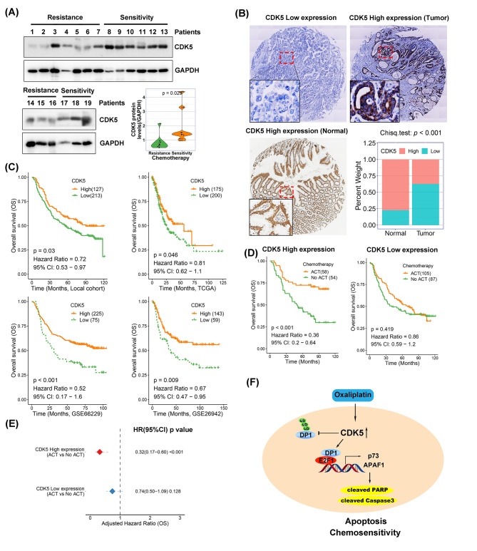 CDK5 promotes apoptosis and attenuates chemoresistance in gastric ...