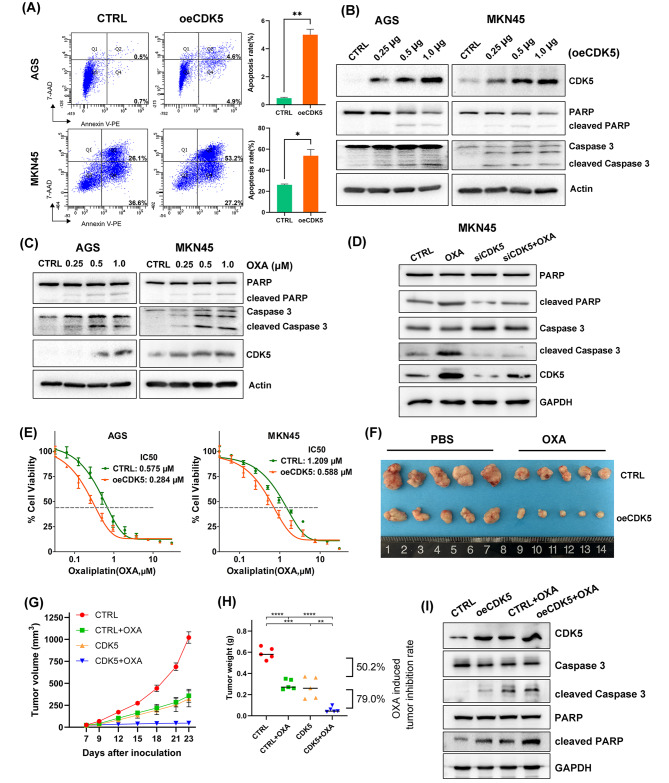 CDK5 promotes apoptosis and attenuates chemoresistance in gastric ...