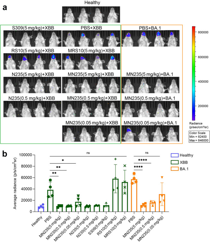 Enhanced potency of an IgM-like nanobody targeting conserved epitope in SARS-CoV-2 spike N ...