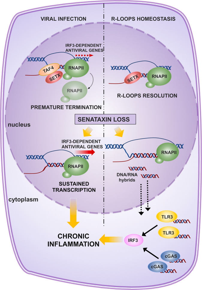 Senataxin and R-loops homeostasis: multifaced implications in carcinogenesis - PMC