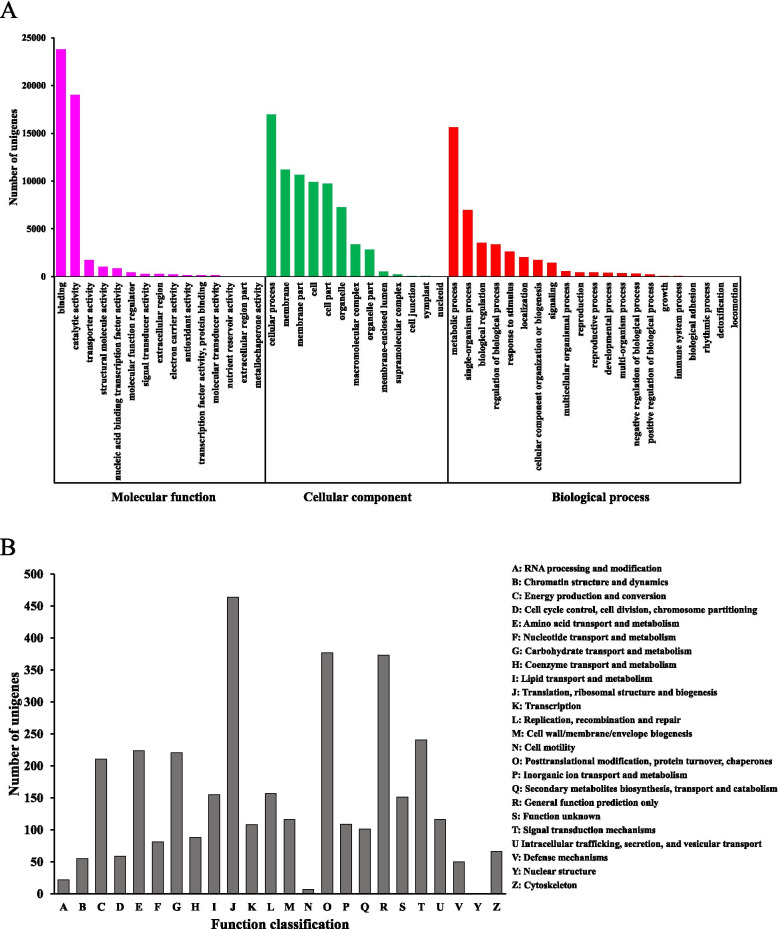 Comparative Transcriptome Analysis Reveals Sesquiterpenoid Biosynthesis