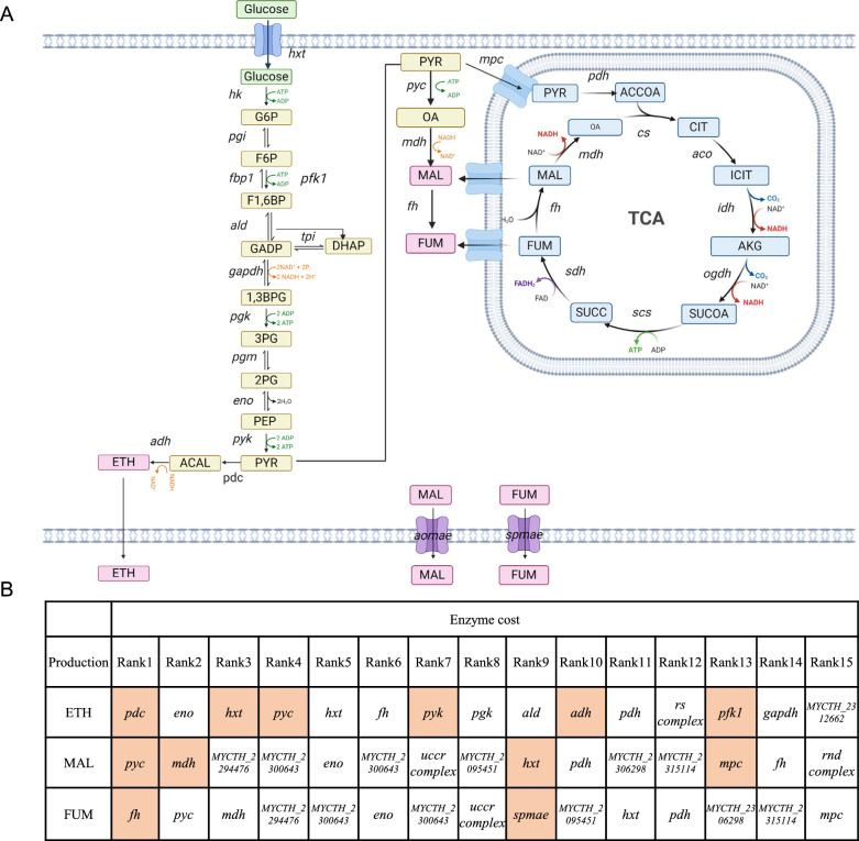 Construction of an enzyme-constrained metabolic network model for Myceliophthora thermophila ...