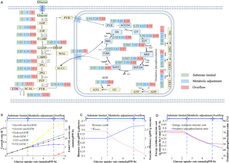 Construction of an enzyme-constrained metabolic network model for Myceliophthora thermophila ...