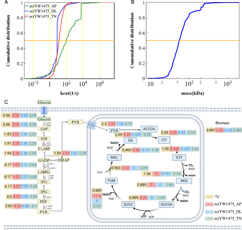 Construction of an enzyme-constrained metabolic network model for Myceliophthora thermophila ...