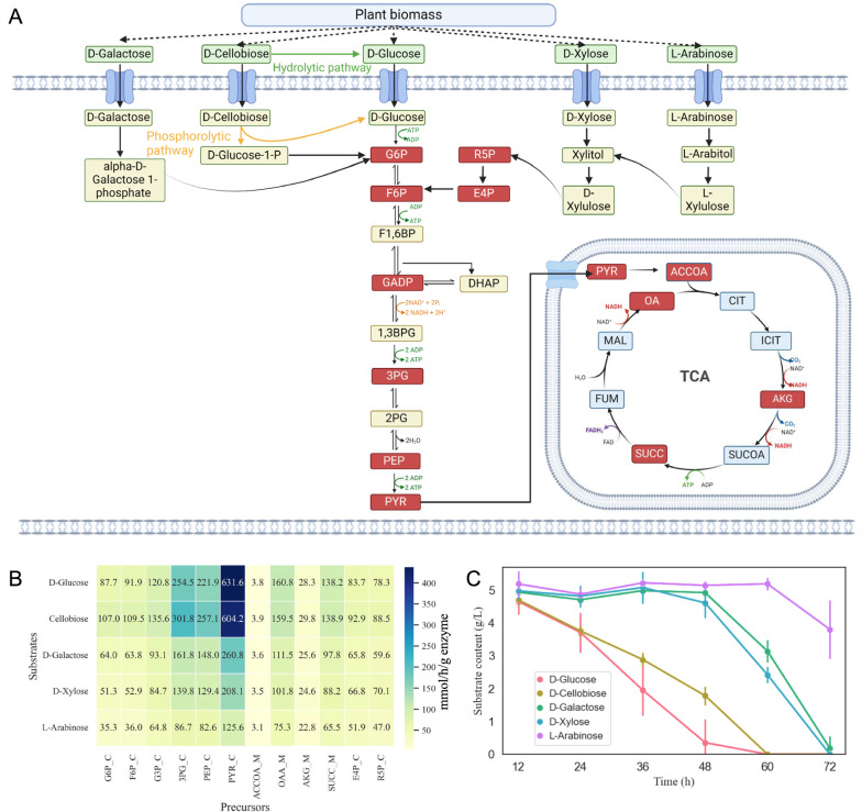Construction of an enzyme-constrained metabolic network model for Myceliophthora thermophila ...