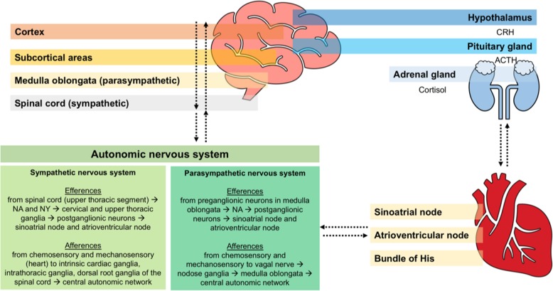 Brain–heart interaction after acute ischemic stroke - PMC