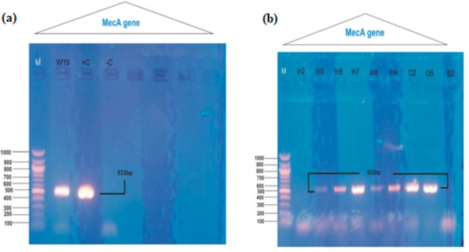Molecular detection of mecA gene from methicillin-resistant Staphylococcus aureus isolated from ...