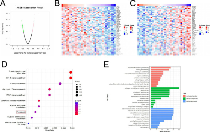 ACSL4 serves as a novel prognostic biomarker correlated with immune infiltration in ...