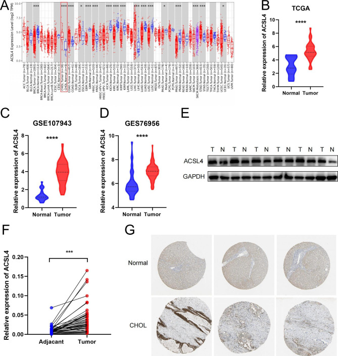 ACSL4 serves as a novel prognostic biomarker correlated with immune infiltration in ...