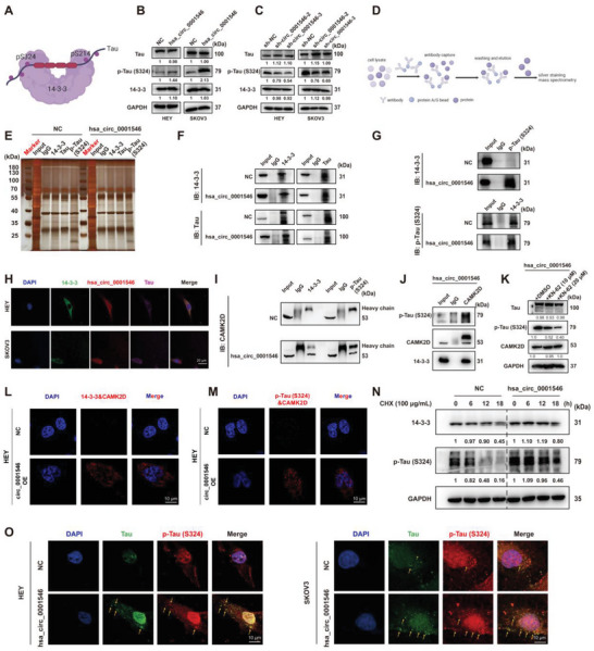 Tau Aggregation‐Dependent Lipid Peroxide Accumulation Driven by the hsa ... Tau Aggregation‐Dependent Lipid Peroxide Accumulation Driven by the hsa ...