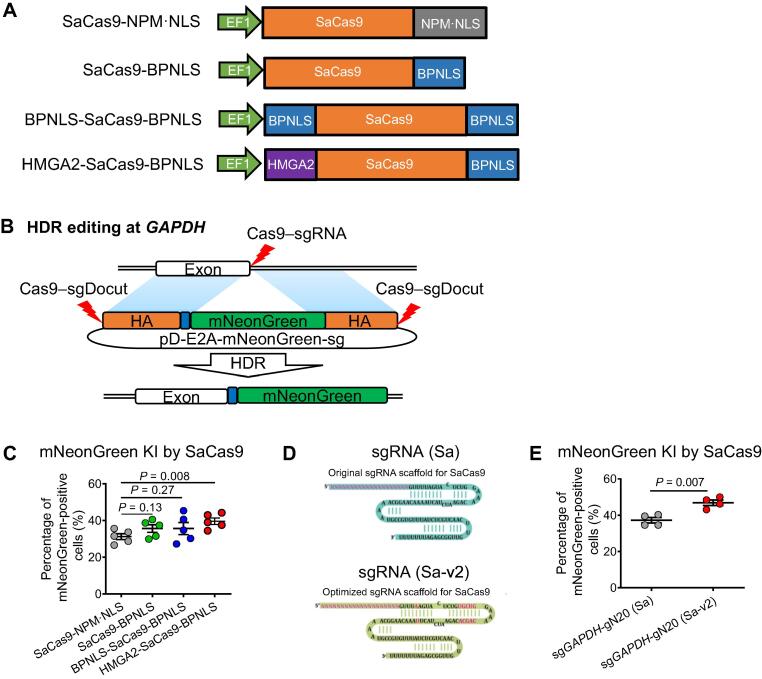 Superior Fidelity and Distinct Editing Outcomes of SaCas9 Compared with SpCas9 in Genome Editing ...