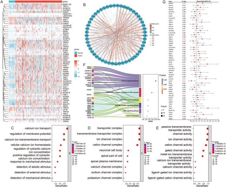 Mechanosensitive ion channel-related genes in hepatocellular carcinoma: Unraveling prognostic ...