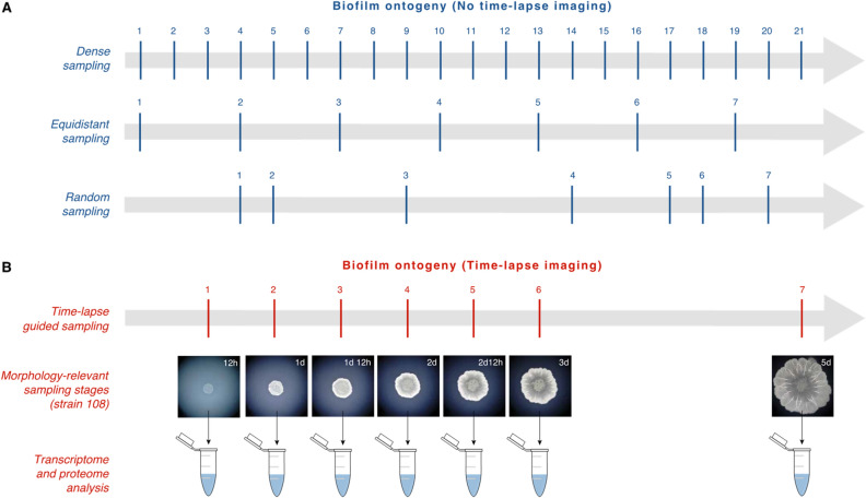 A novel time-lapse imaging method for studying developing bacterial biofilms - PMC