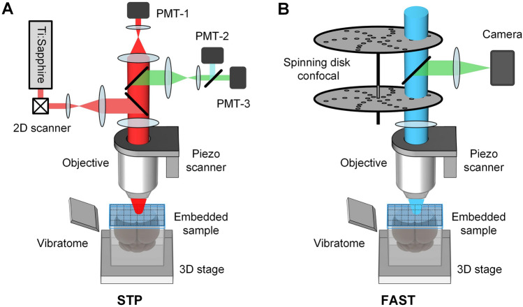 Whole-brain Optical Imaging: A Powerful Tool for Precise Brain Mapping at the Mesoscopic Level - PMC