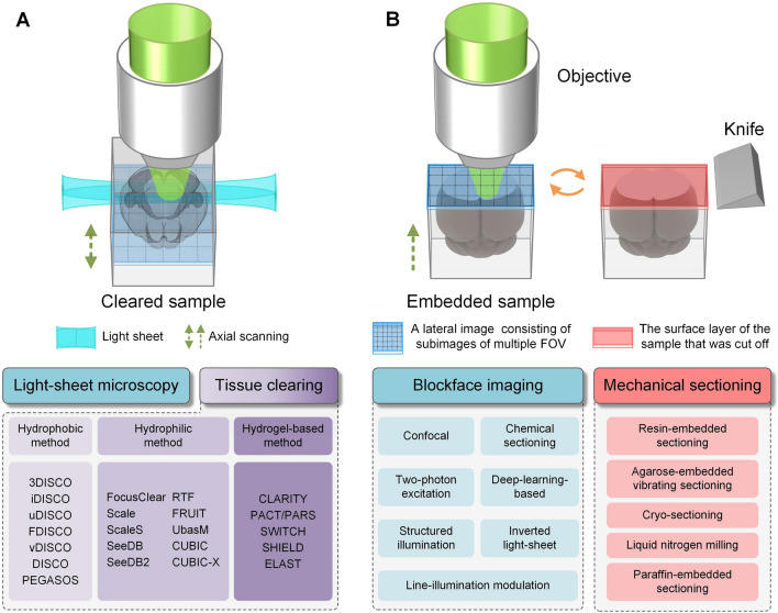 Whole-brain Optical Imaging: A Powerful Tool for Precise Brain Mapping at the Mesoscopic Level - PMC