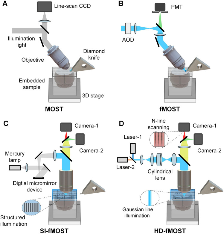 Whole-brain Optical Imaging: A Powerful Tool for Precise Brain Mapping at the Mesoscopic Level - PMC