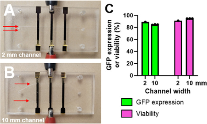 A multiplexed microfluidic continuous-flow electroporation system for efficient cell ...