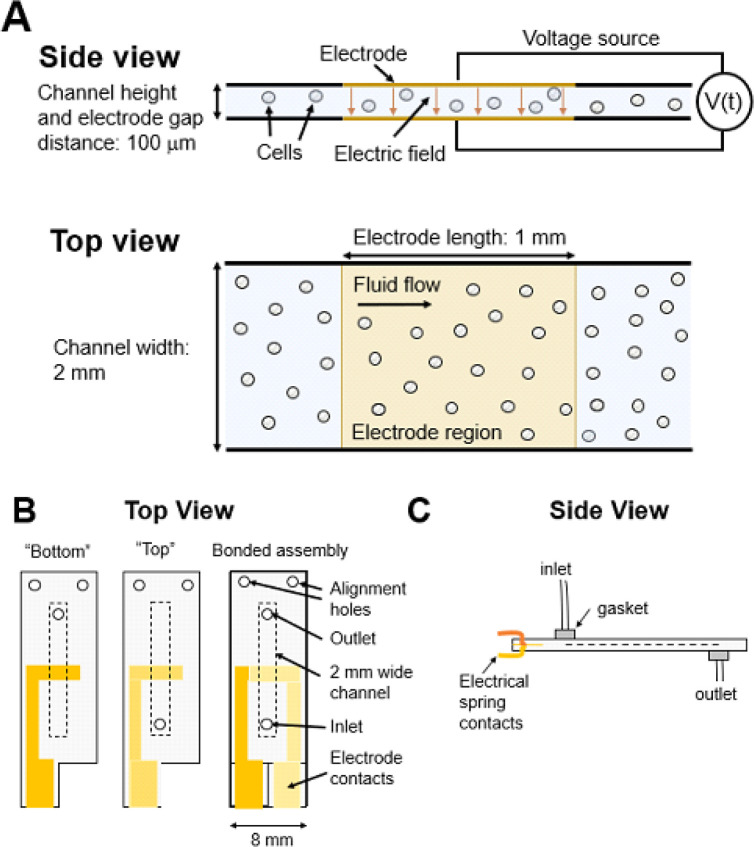 A multiplexed microfluidic continuous-flow electroporation system for efficient cell ...