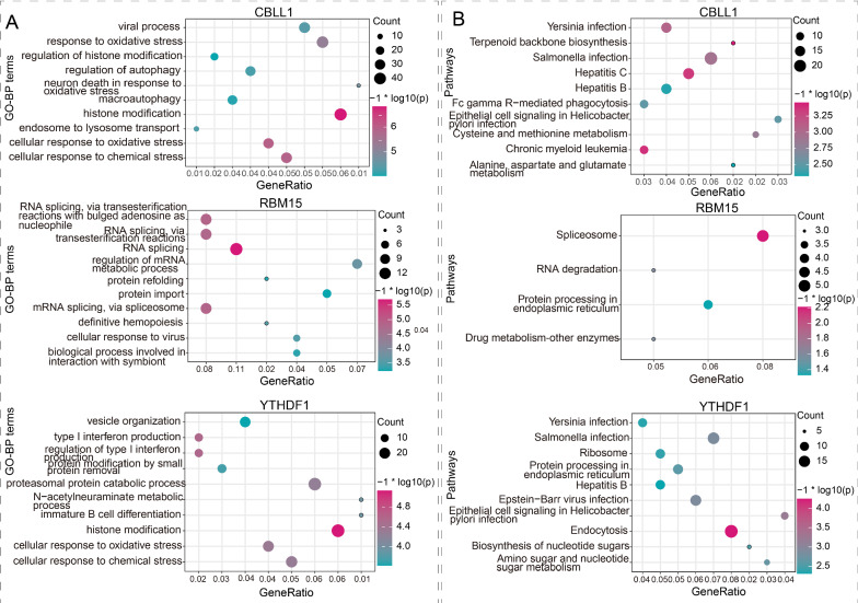 Landscape analysis of m6A modification regulators related biological functions and immune ...