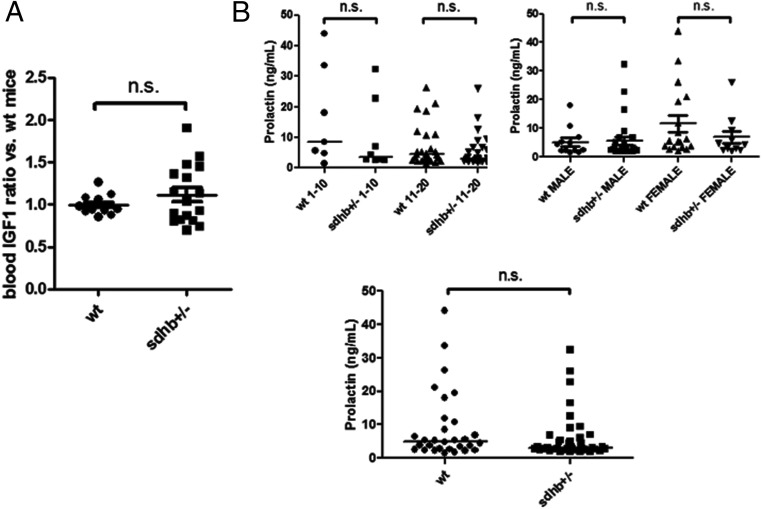 Pituitary Adenoma With Paraganglioma Pheochromocytoma 3pas And