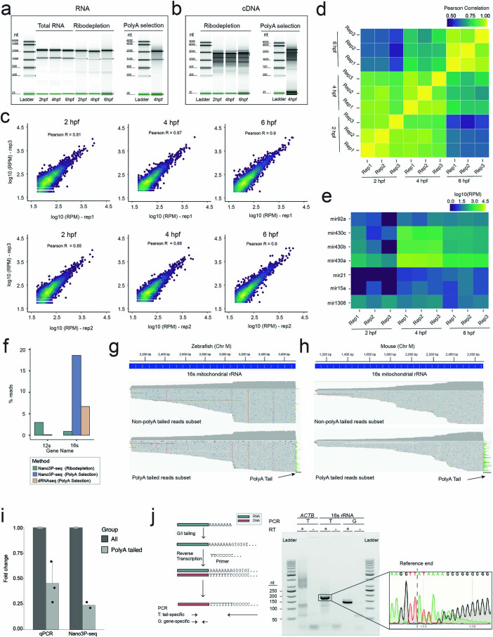 Nano3P-seq: transcriptome-wide analysis of gene expression and tail dynamics using end-capture ...