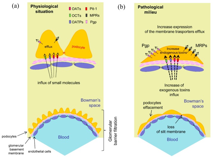 Small Molecule Membrane Transporters In The Mammalian Podocyte: A