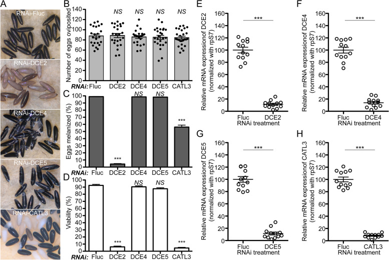 Characterization of essential eggshell proteins from Aedes aegypti mosquitoes - PMC