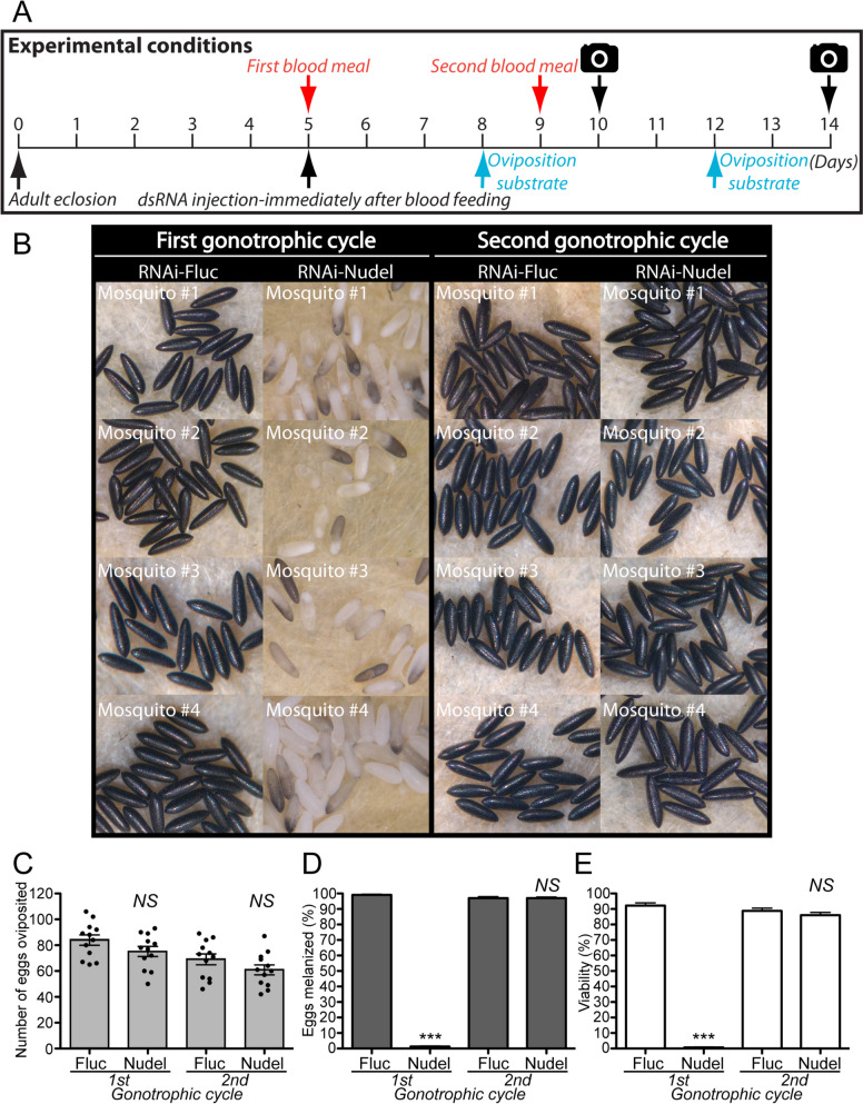 Characterization of essential eggshell proteins from Aedes aegypti mosquitoes - PMC