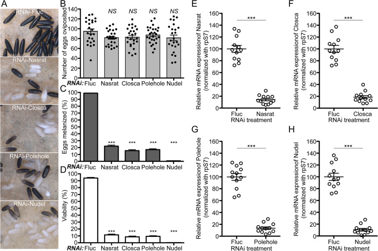 Characterization of essential eggshell proteins from Aedes aegypti mosquitoes - PMC