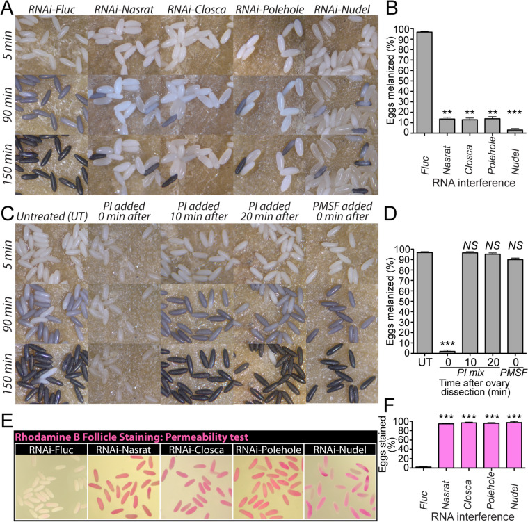 Characterization of essential eggshell proteins from Aedes aegypti mosquitoes - PMC