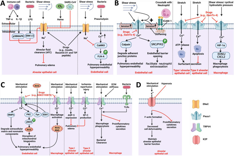 Emerging roles of mechanosensitive ion channels in acute lung injury/acute respiratory distress ...
