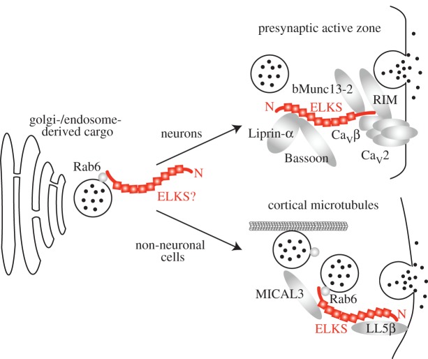 Figure 5.