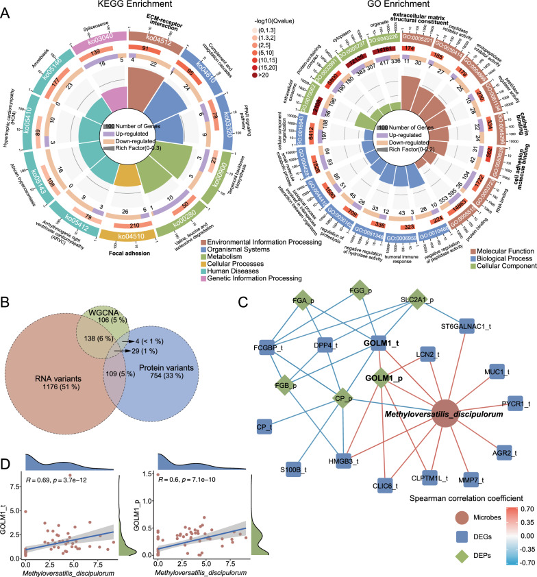 Integrative metagenomic, transcriptomic, and proteomic analysis reveal ...