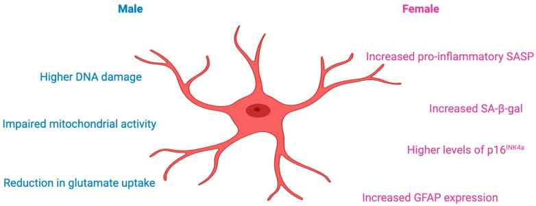Sex Differences In Astrocyte Activity Pmc