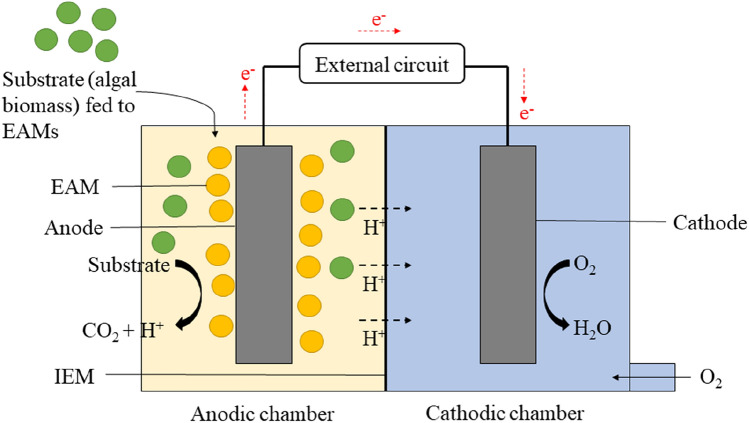 The use of marine microalgae in microbial fuel cells, photosynthetic microbial fuel cells and ...