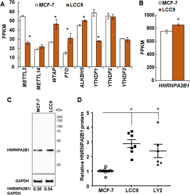 HNRNPA2/B1 is upregulated in endocrine-resistant LCC9 breast cancer ...