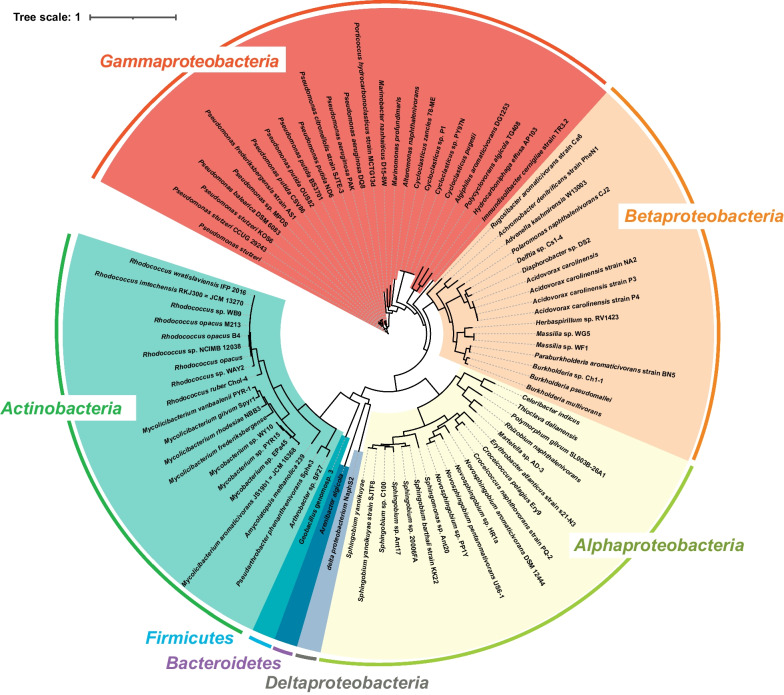 Polycyclic aromatic hydrocarbon (PAH) biodegradation capacity revealed by a genome-function ...