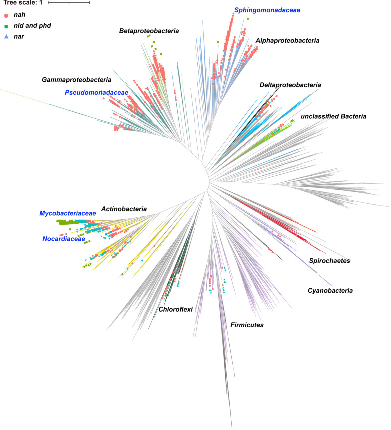 Polycyclic aromatic hydrocarbon (PAH) biodegradation capacity revealed by a genome-function ...