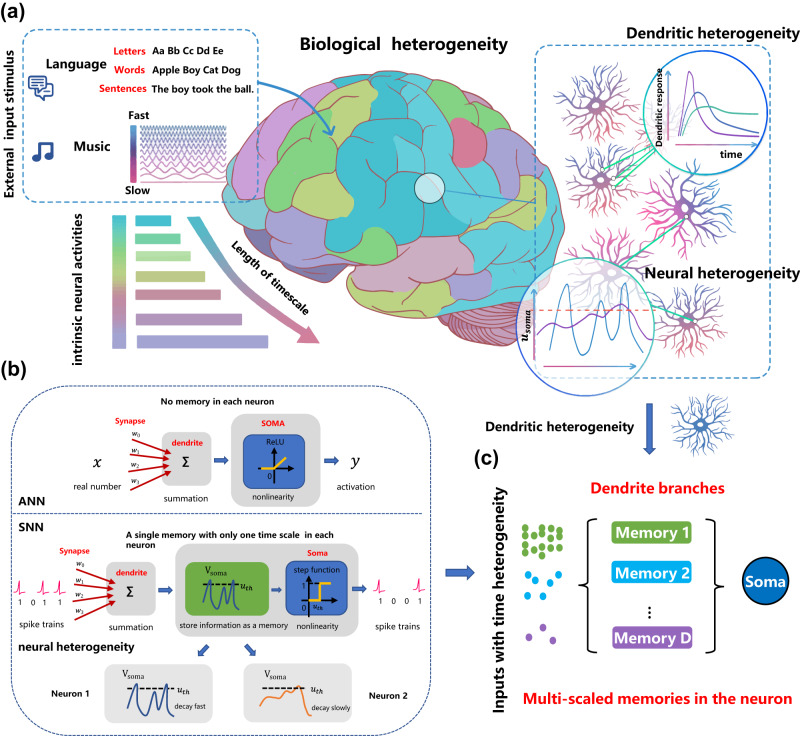 Temporal dendritic heterogeneity incorporated with spiking neural networks for learning multi ...