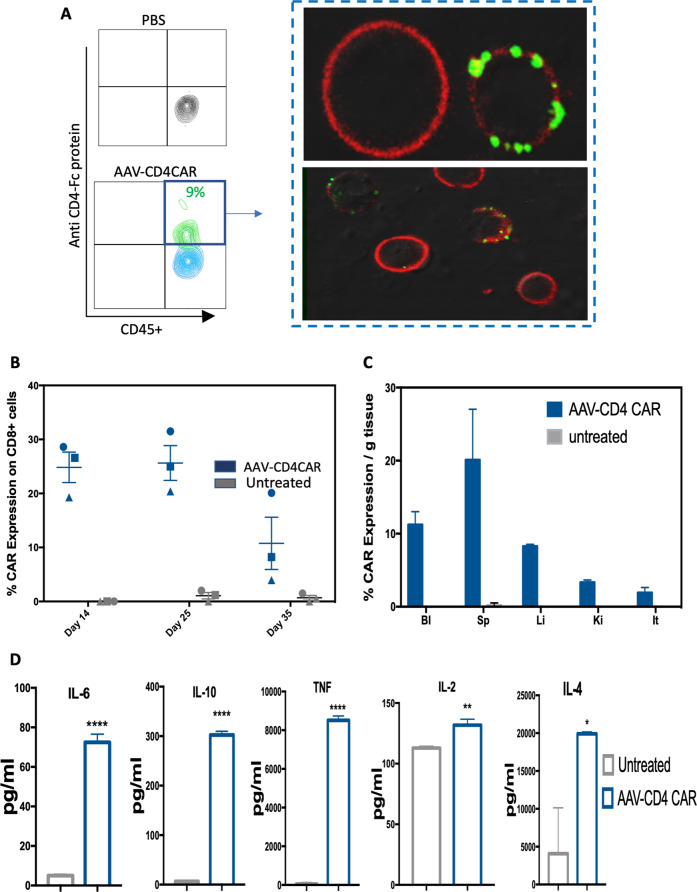 AAV-mediated in vivo CAR gene therapy for targeting human T-cell ...
